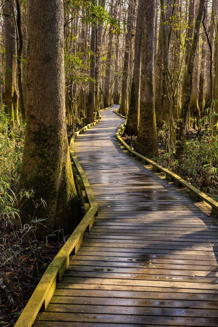 9 Things to Do at Congaree National Park - Fresh Off The Grid